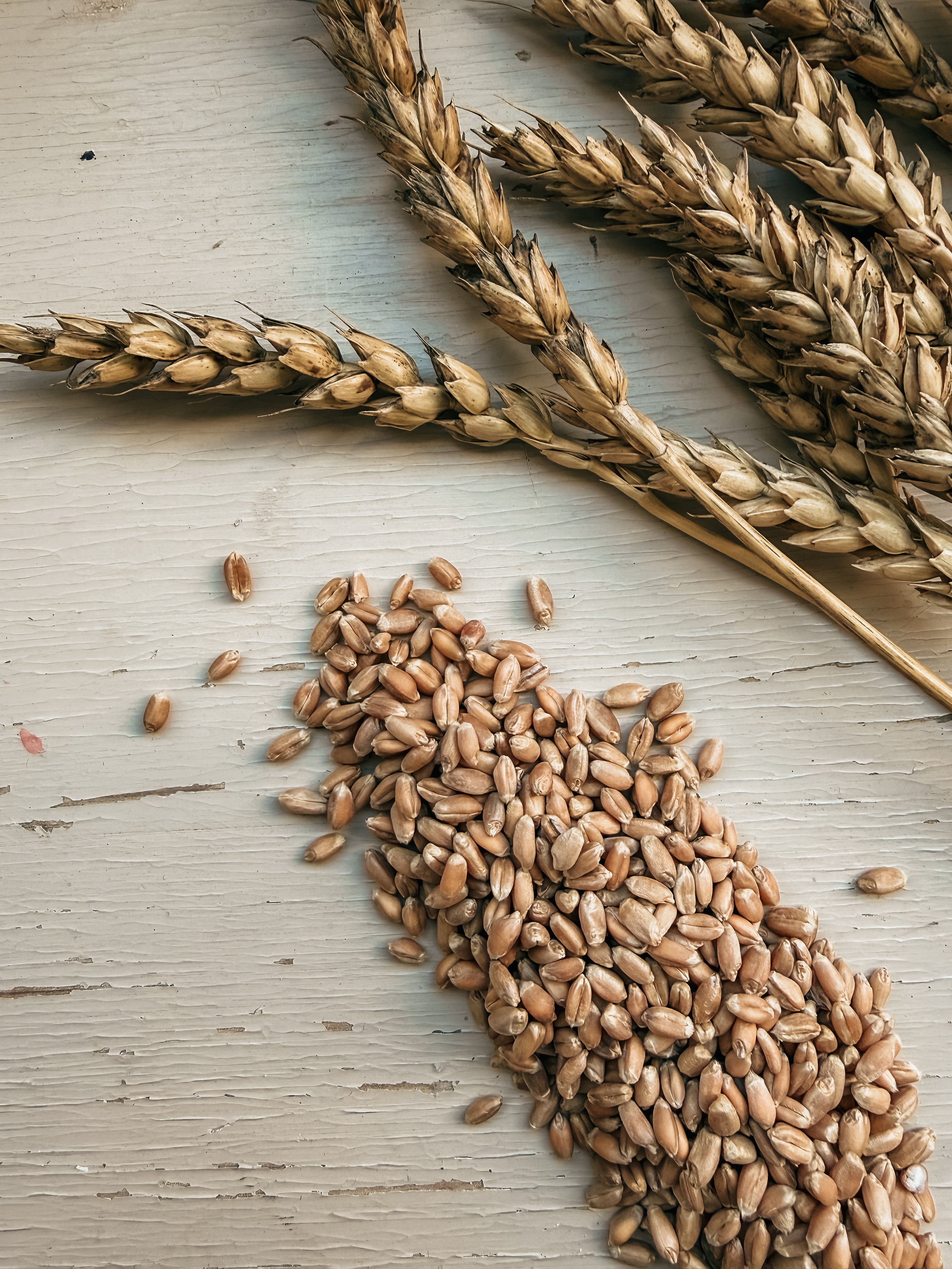 Grain Products – Living Sky Farms